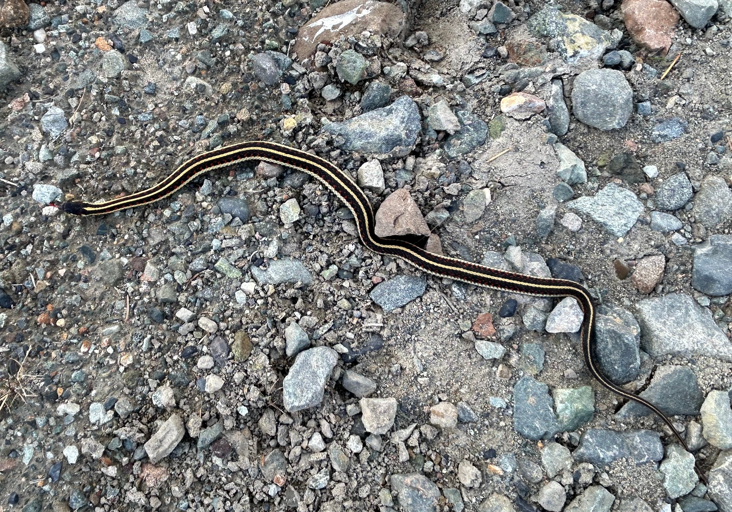 The 6 snake species of Kamloops, BC