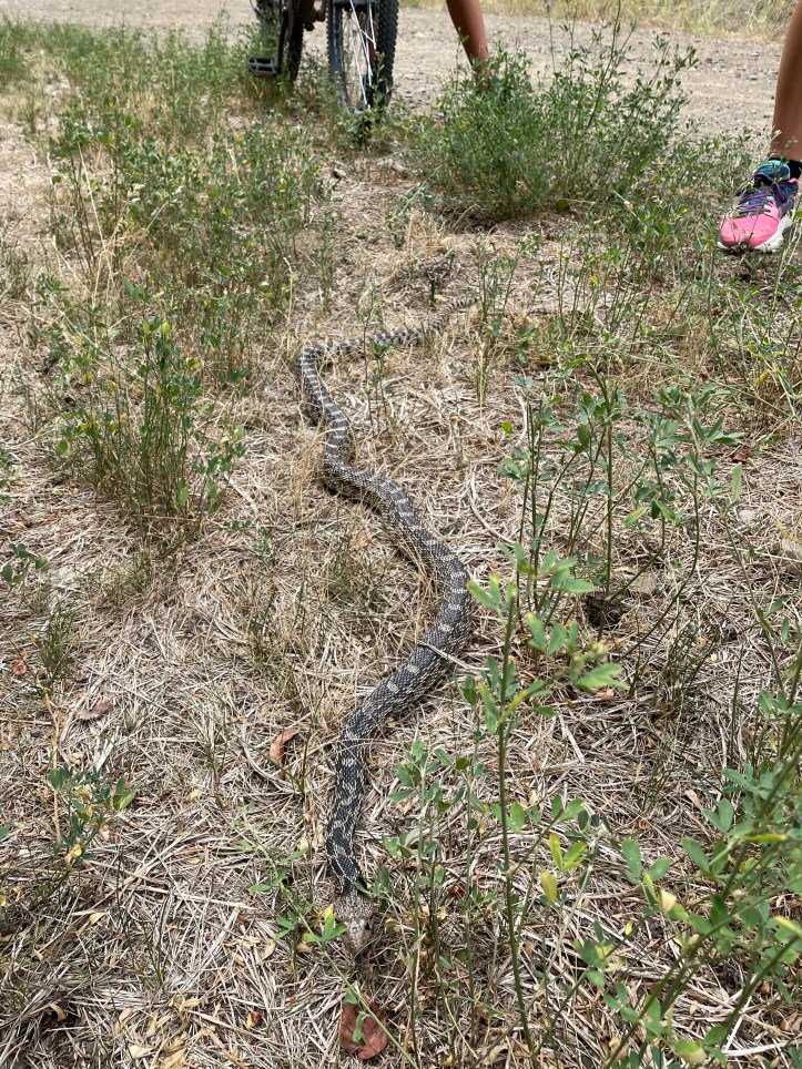 The 6 snake species of Kamloops, BC