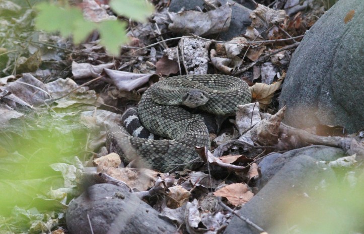 The 6 snake species of Kamloops, BC