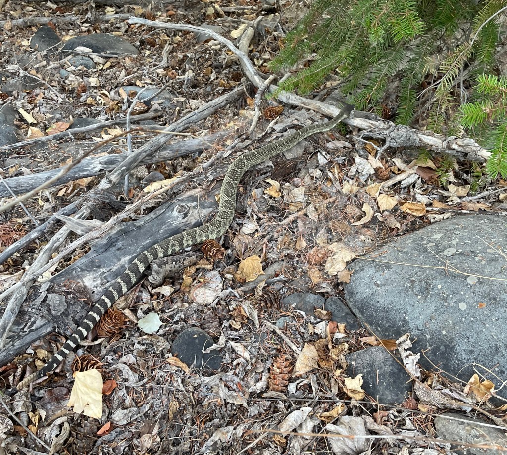 The 6 snake species of Kamloops, BC