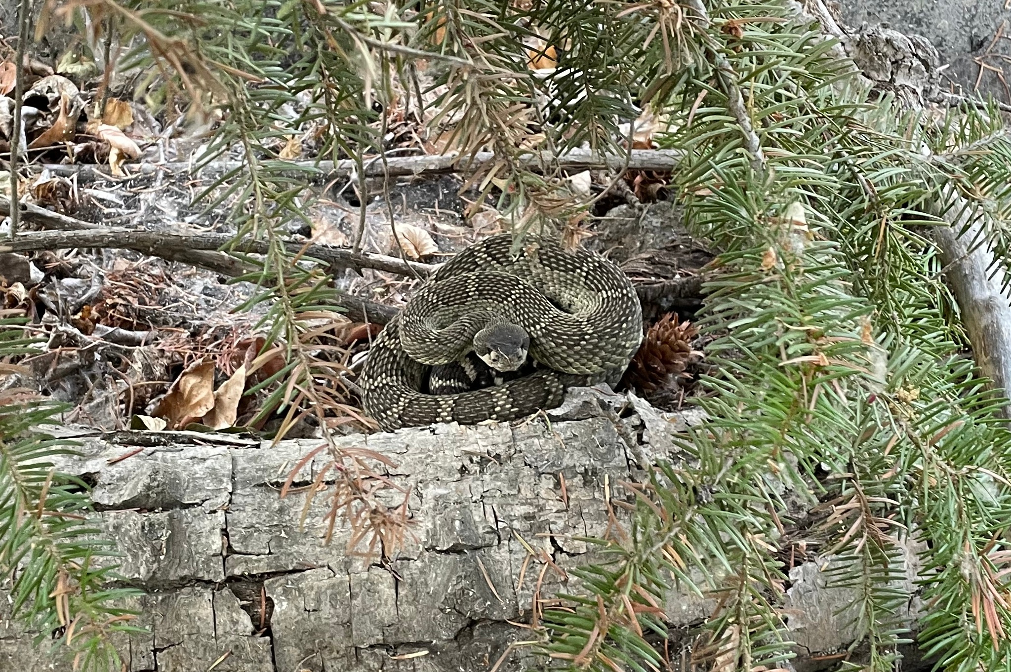 The 6 snake species of Kamloops, BC