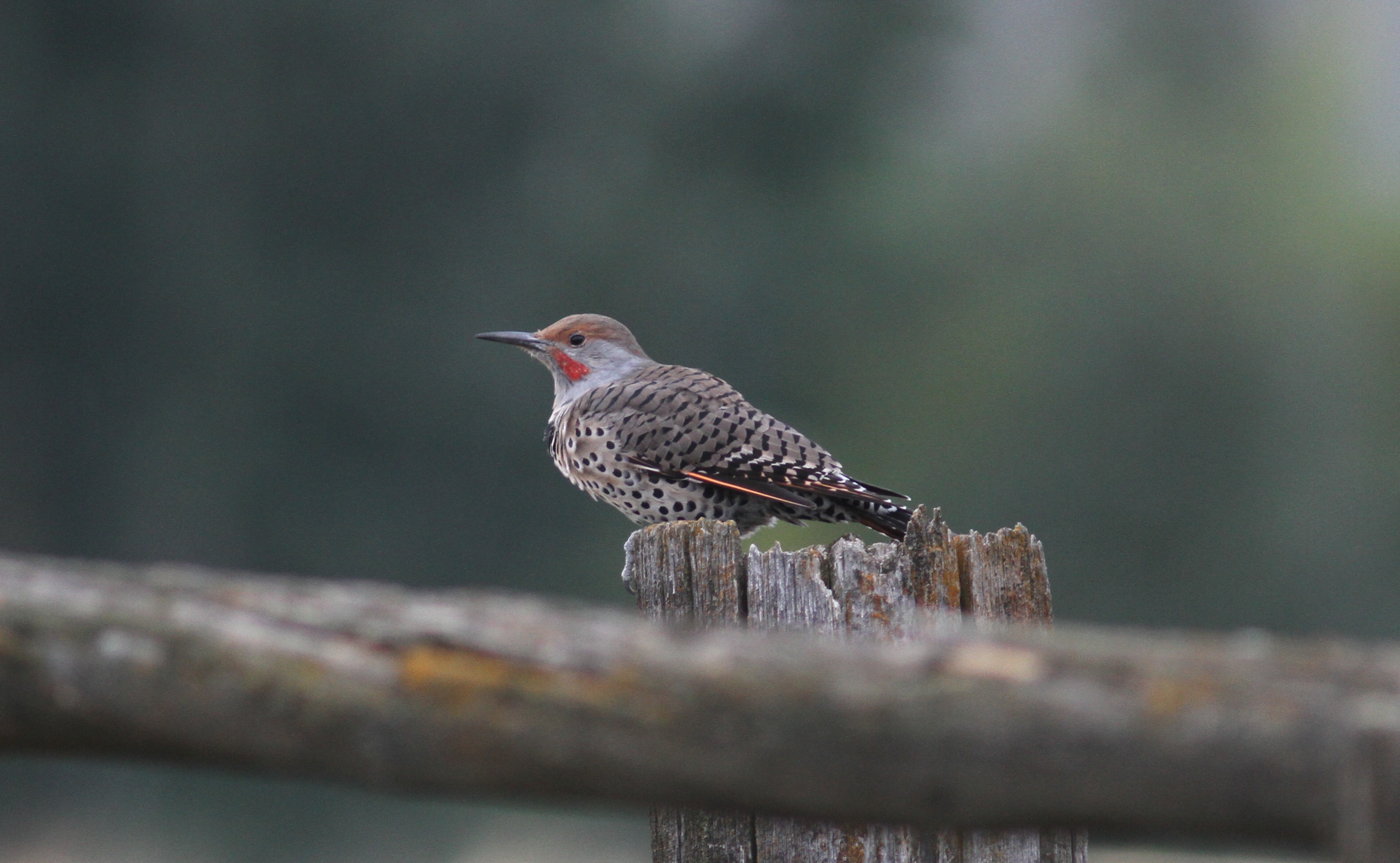 Tranquille Birding Sept. 8, 2019