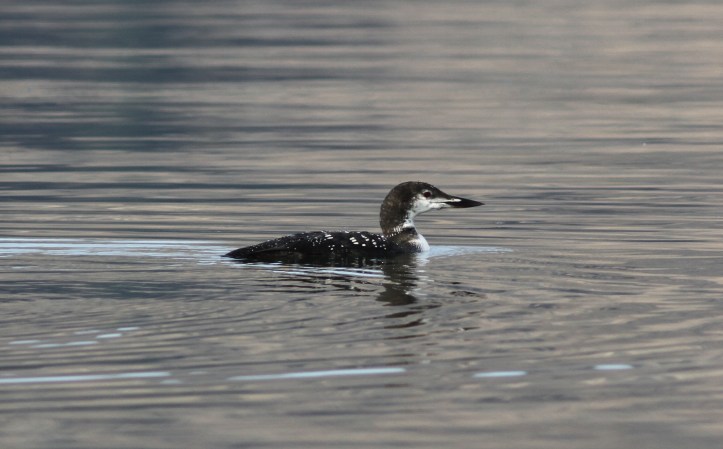 Common / Pacific Loon Comparison