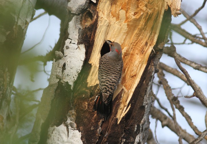 Northern Flickers: Reds, Yellows, and Hybrids.
