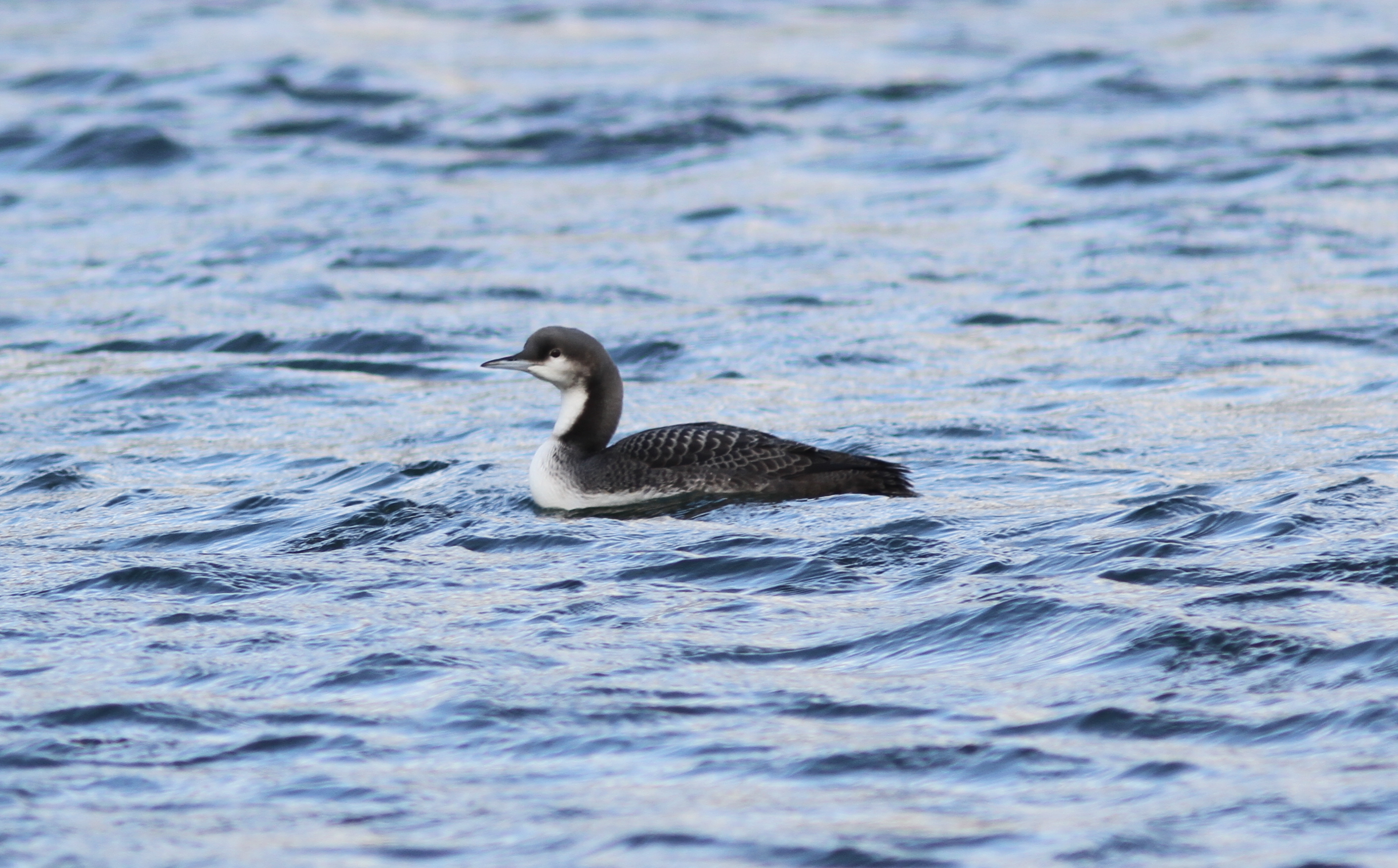 Common / Pacific Loon Comparison