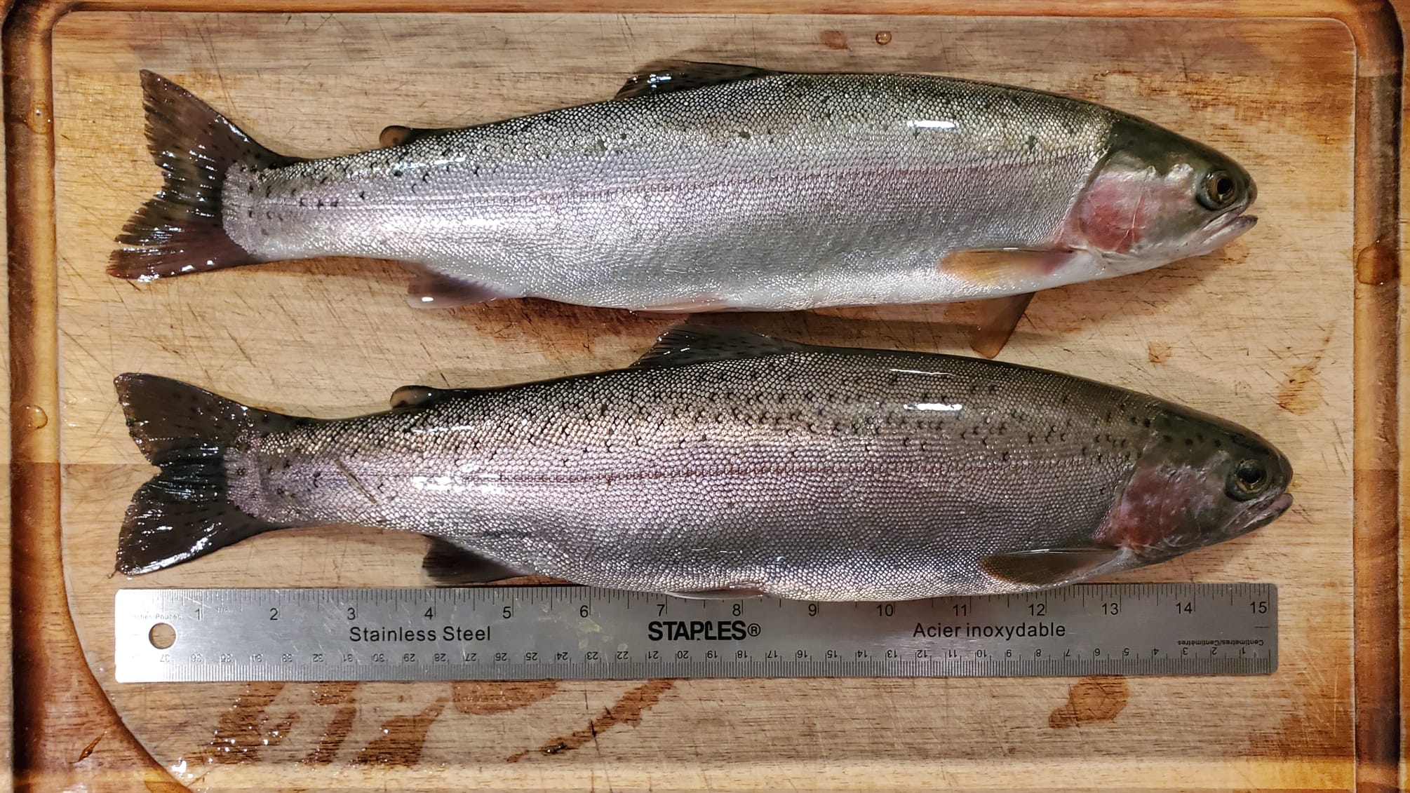 Jacko (Jocko) Lake Fishing April 15, 2021