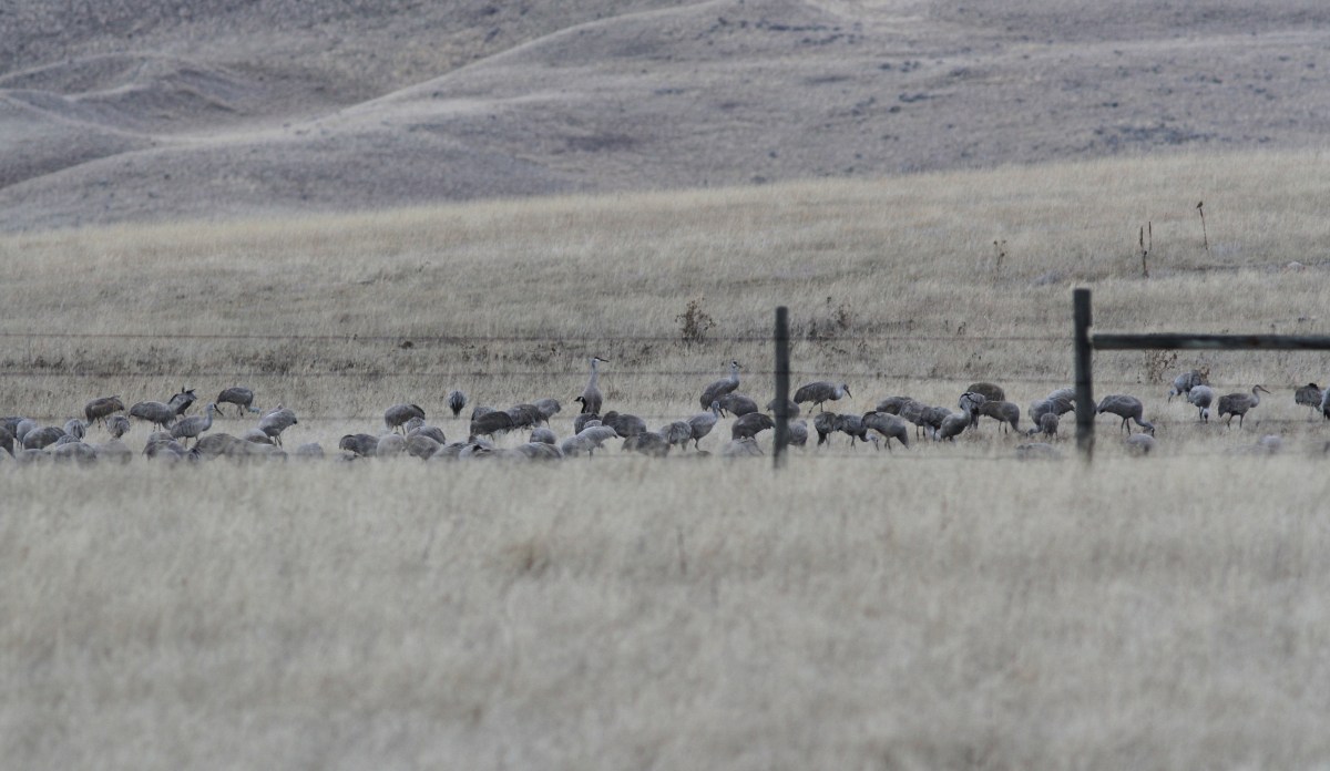 Separation Lake Birding April 3, 2021