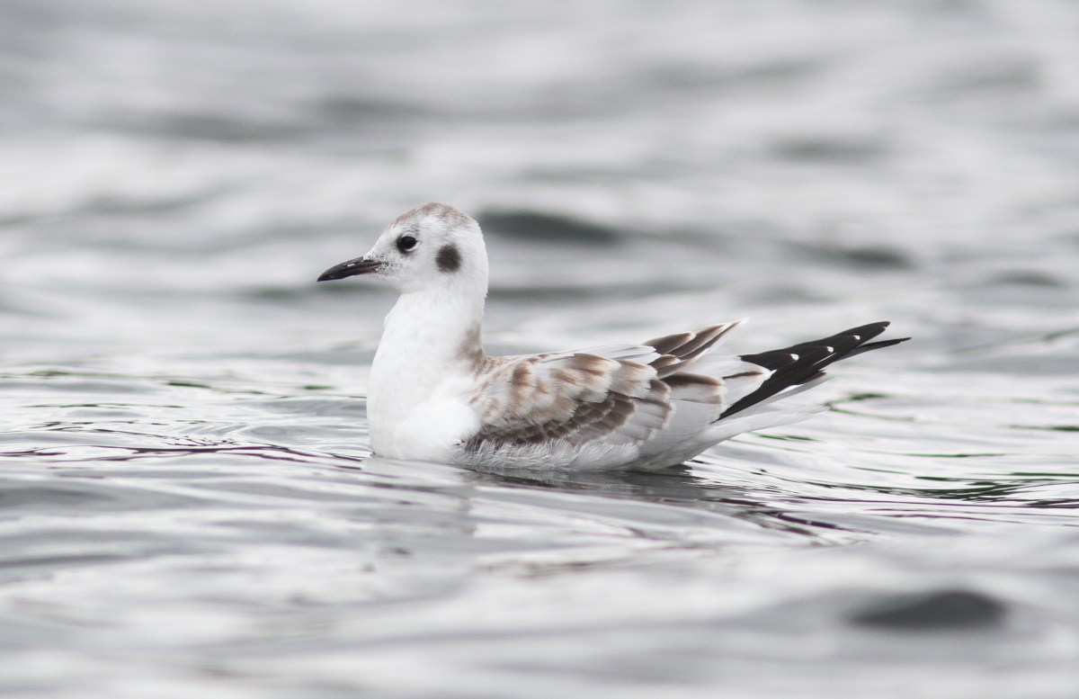 Deka Lake Birding August 15, 2021