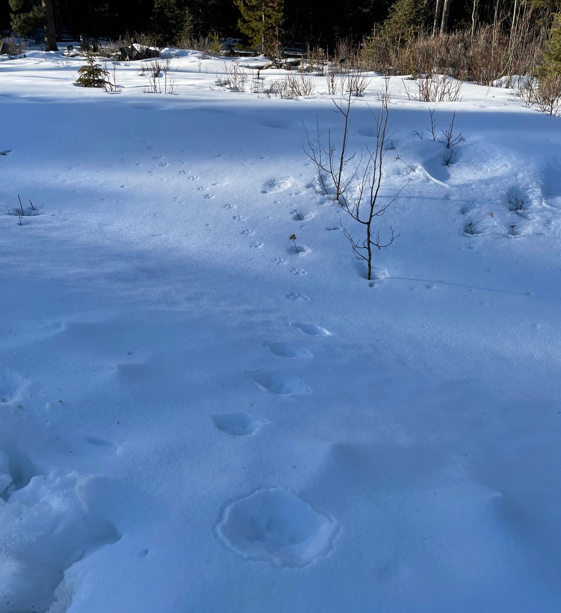 BC Wildlife Tracks 12