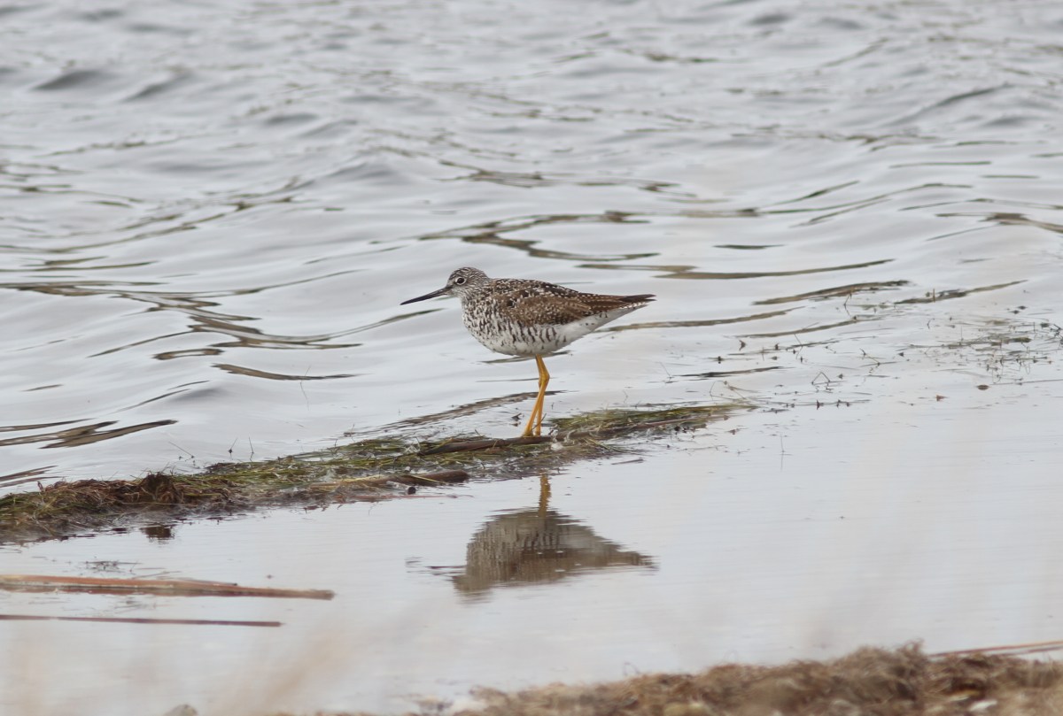 Separation Lake Birding April 1, 2022