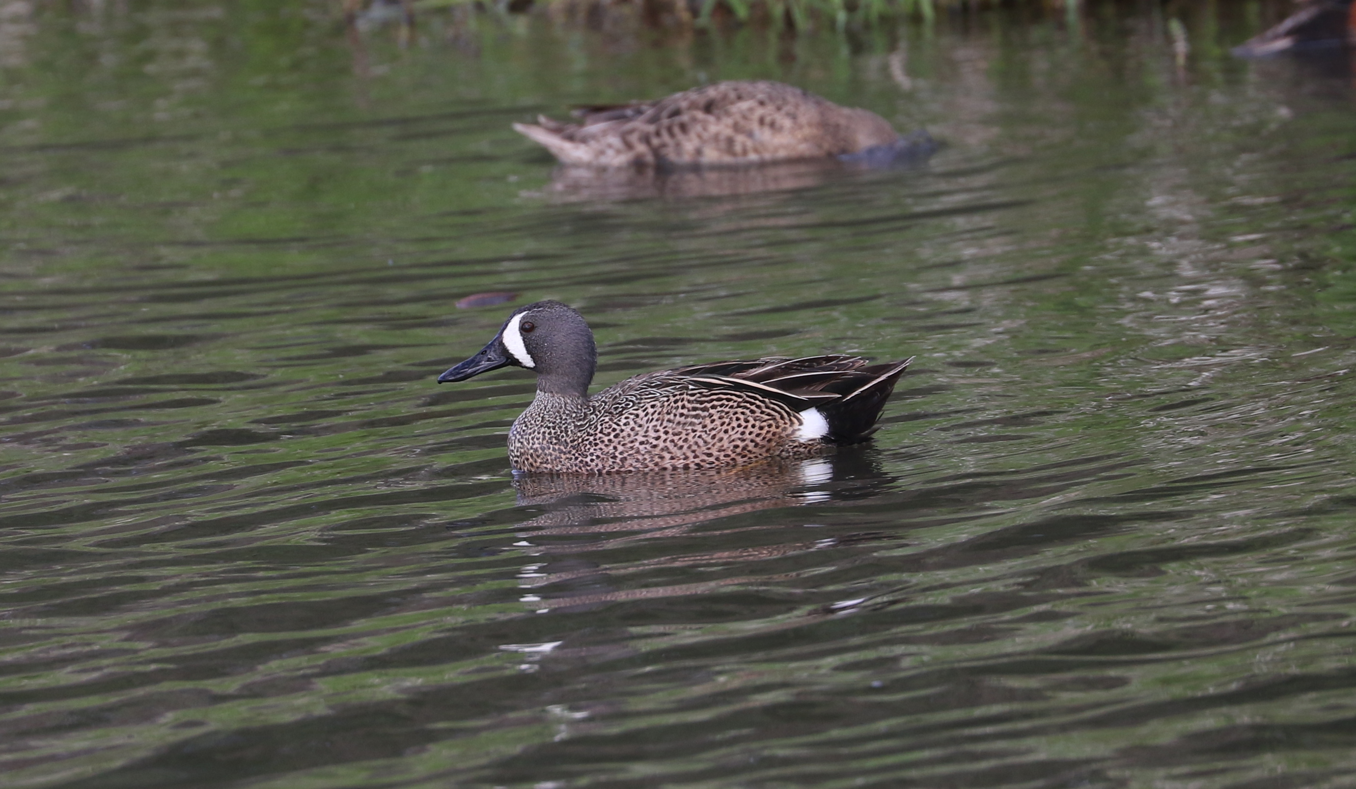 Tranquille Birding May 7, 2024
