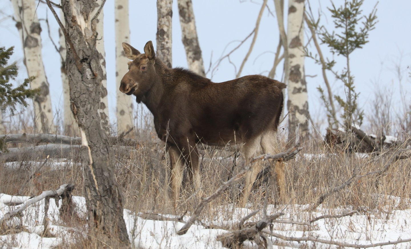 Kamloops Winter Mammals