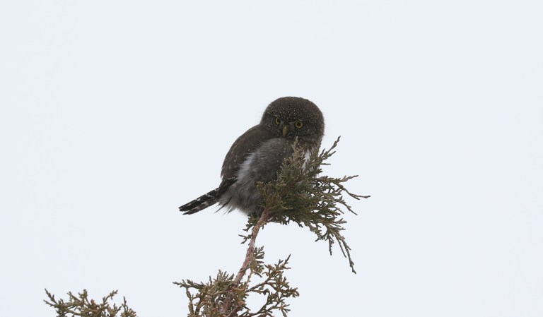 Merritt and Tunkwa Lake Winter Birding Jan. 13, 2026