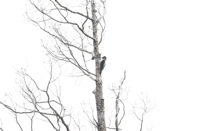 Merritt and Tunkwa Lake Winter Birding Jan. 13, 2026