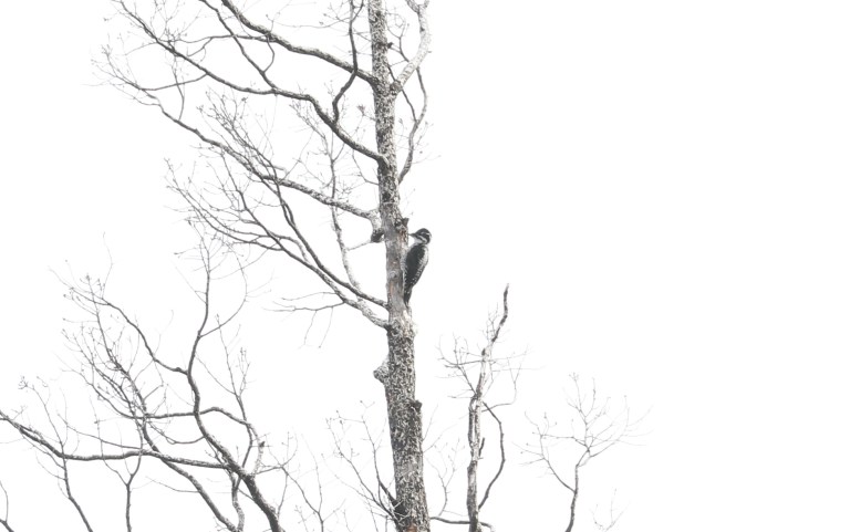 Merritt and Tunkwa Lake Winter Birding Jan. 13, 2026